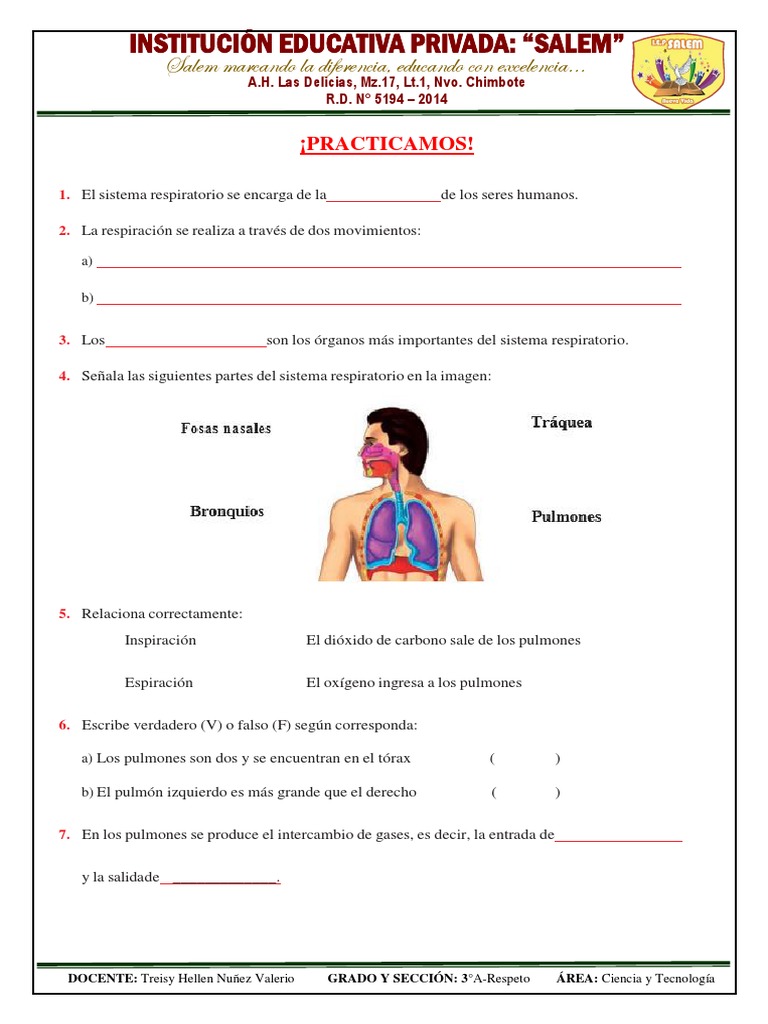 Ficha - Sistema Respiratorio | PDF | Sistema respiratorio | Pulmón