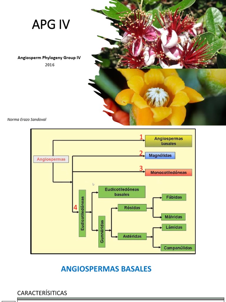 Clasificación APG IV de Angiospermas | PDF | Plantas | Botánica