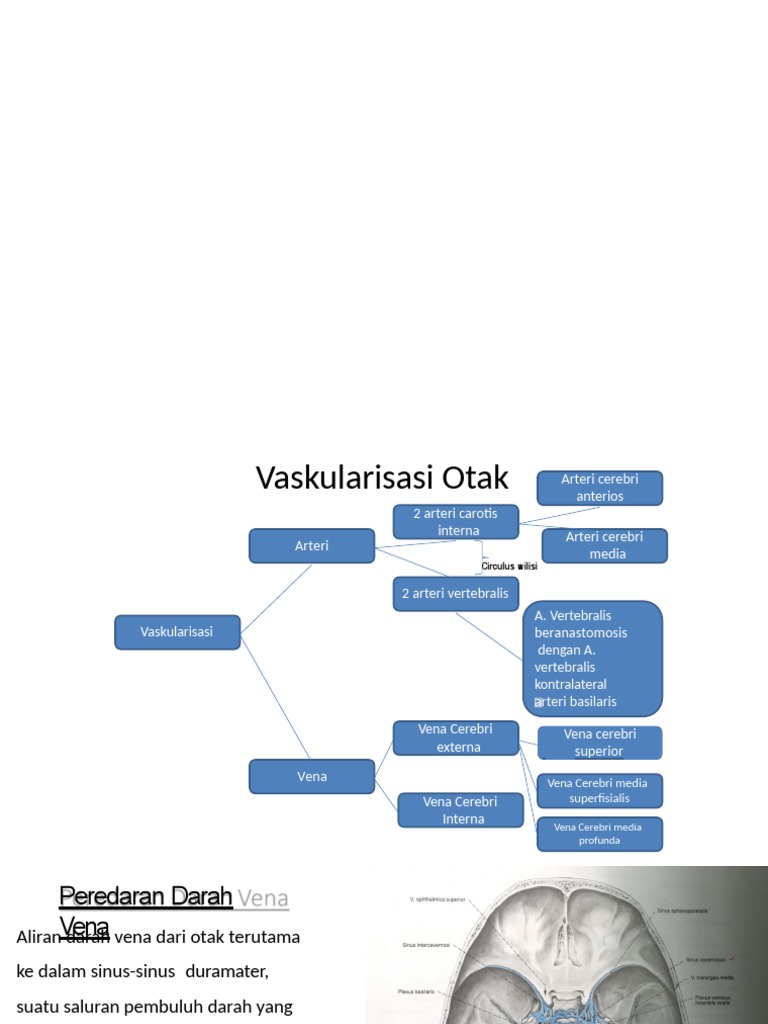 Tutor 17 Vena Vena Diotak - Compress | PDF