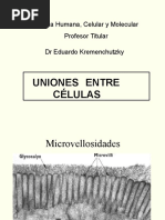 Funcion de Las Uniones GAP en La Union Interceluar | PDF | Biología ...