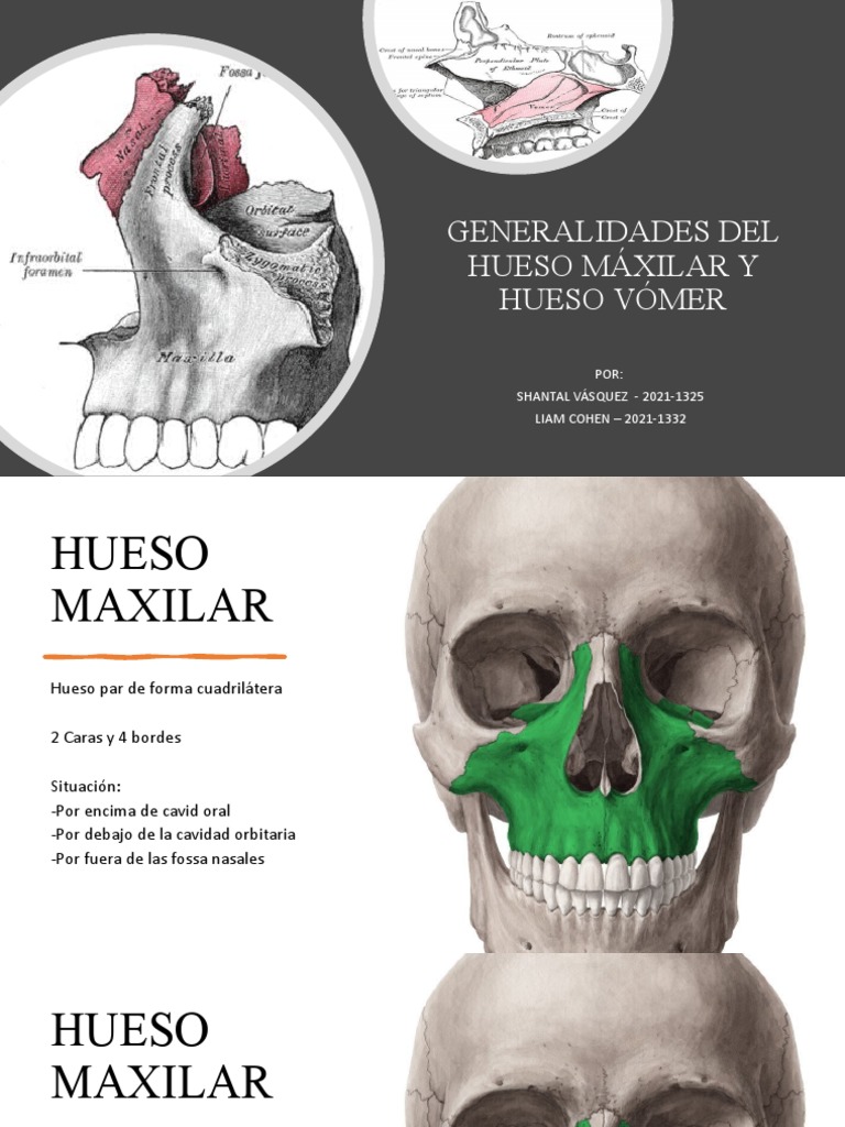 Hueso Maxilar SV | PDF