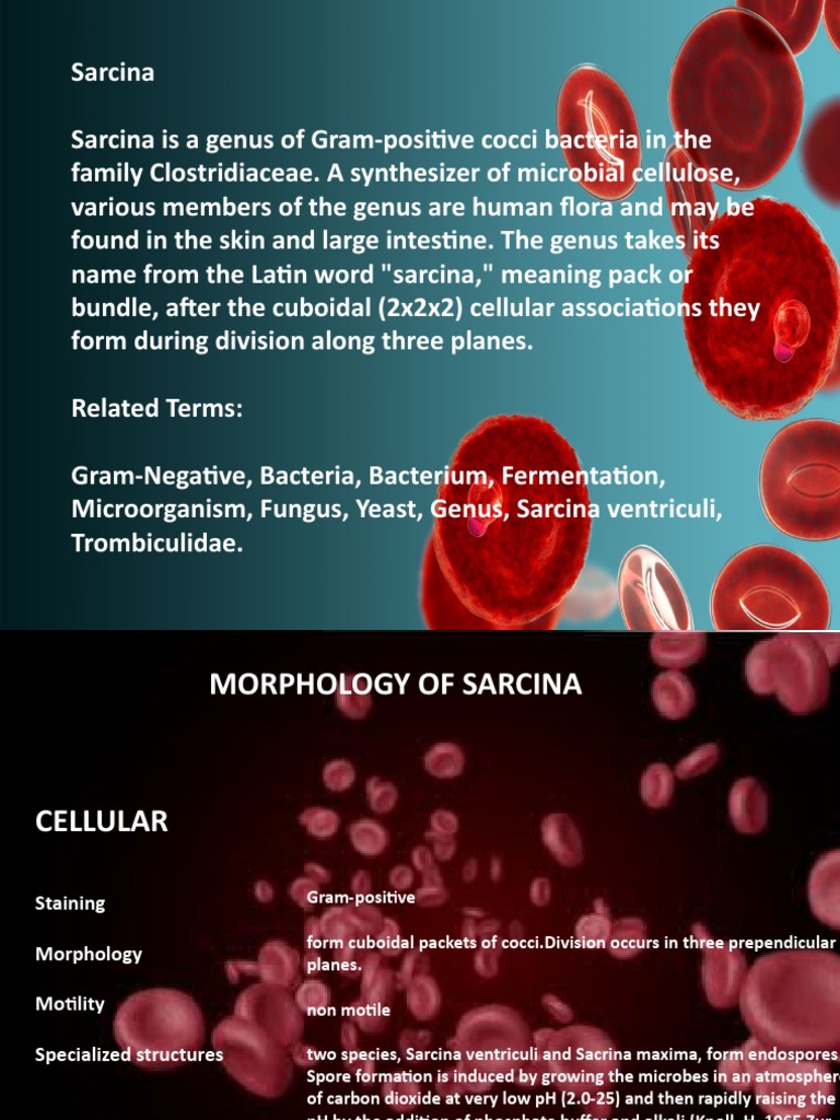 Sarcina - Ma'Am Monilyn | PDF | Bacteria | Gram Positive Bacteria