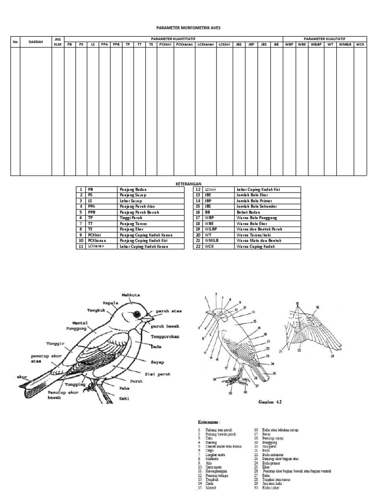 Parameter Morfometrik Aves | PDF