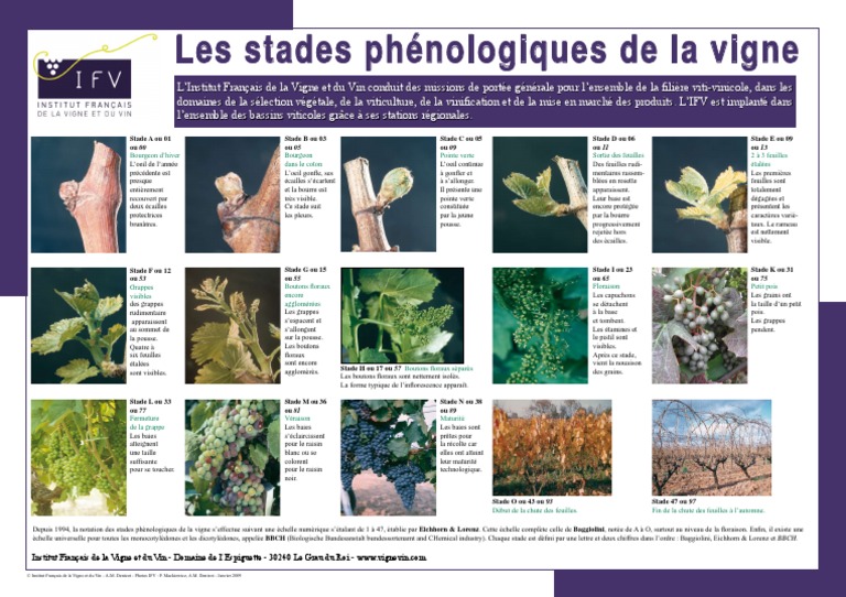 IFV - Poster Les Stades Phénologiques de La Vigne 09 | PDF ...