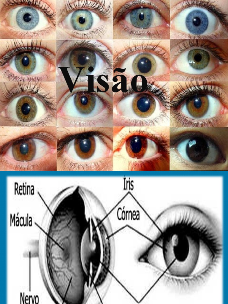 Trabalho em Slide de Fisiologia Humana Sobre Visão | PDF | Sistema ...