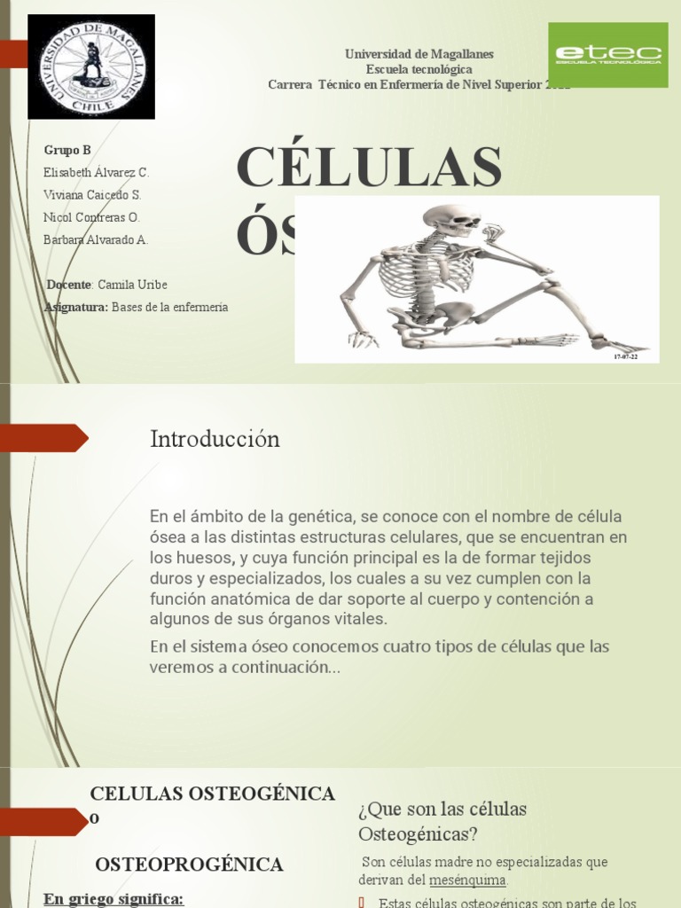 Celulas Oseas, Powerpoint | PDF | Hueso | Zoología