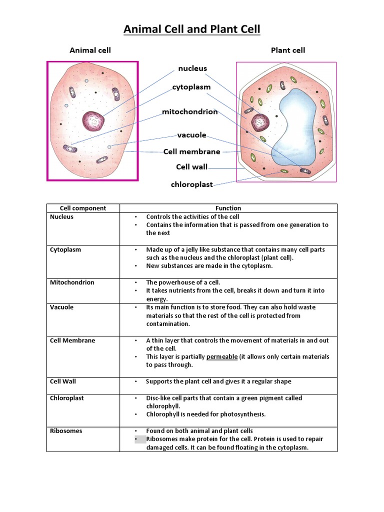 Animal Cell and Plant Cell | PDF