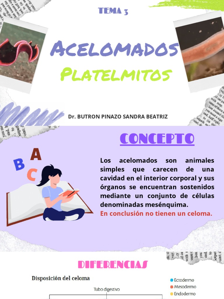 A Celomados Platelmintos | PDF | Anatomía | Zoología