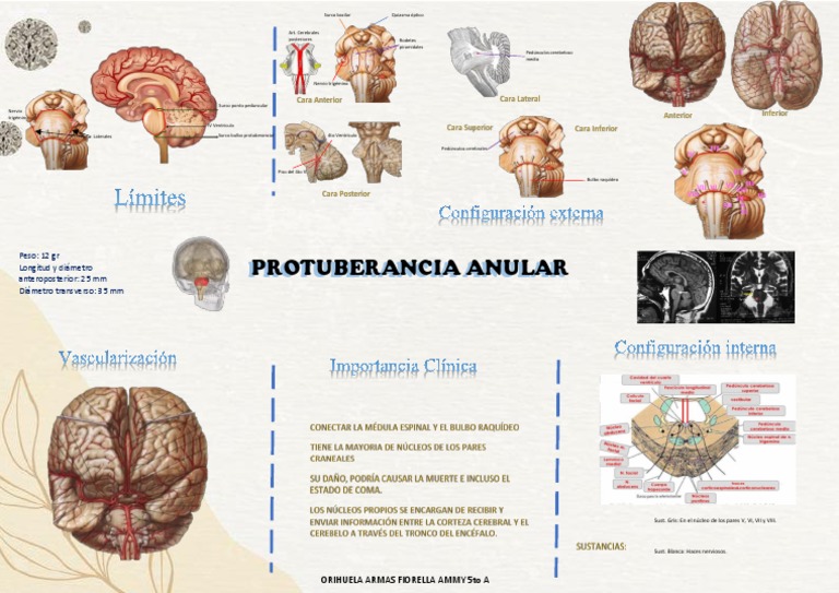 Infografía de La PROTUBERANCIA ANULAR ORIHUELA ARMAS FIORELLA AMMY | PDF | Sistema nervioso ...