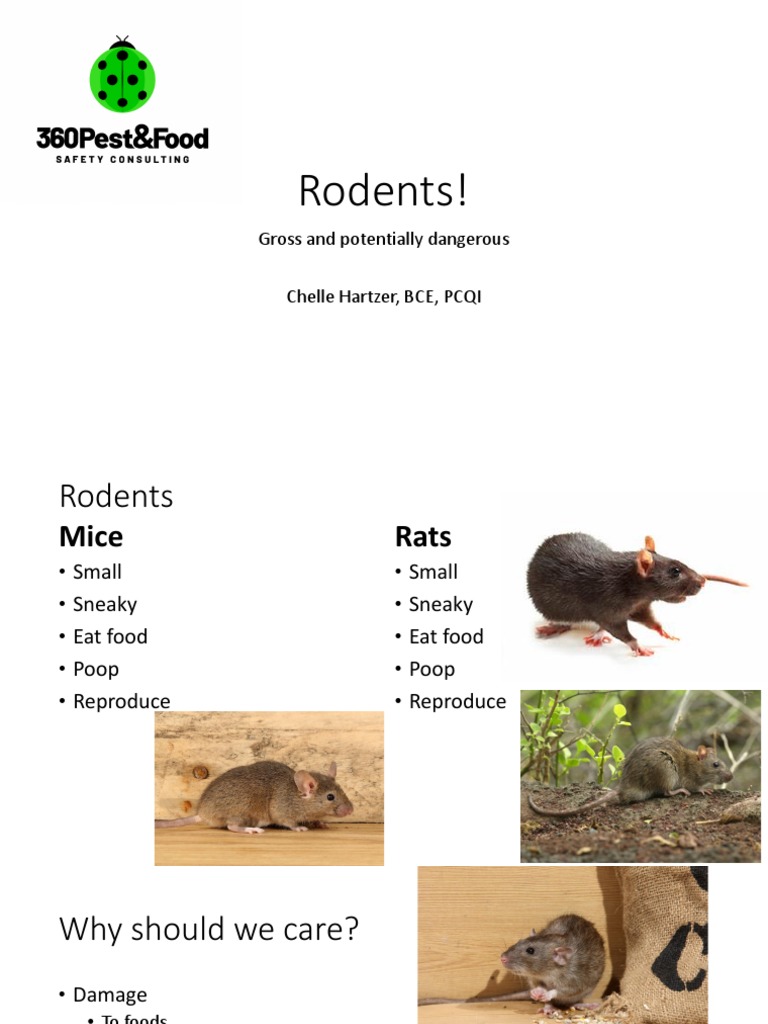 Rodents!: Gross and Potentially Dangerous | PDF | Rodent | Mouse
