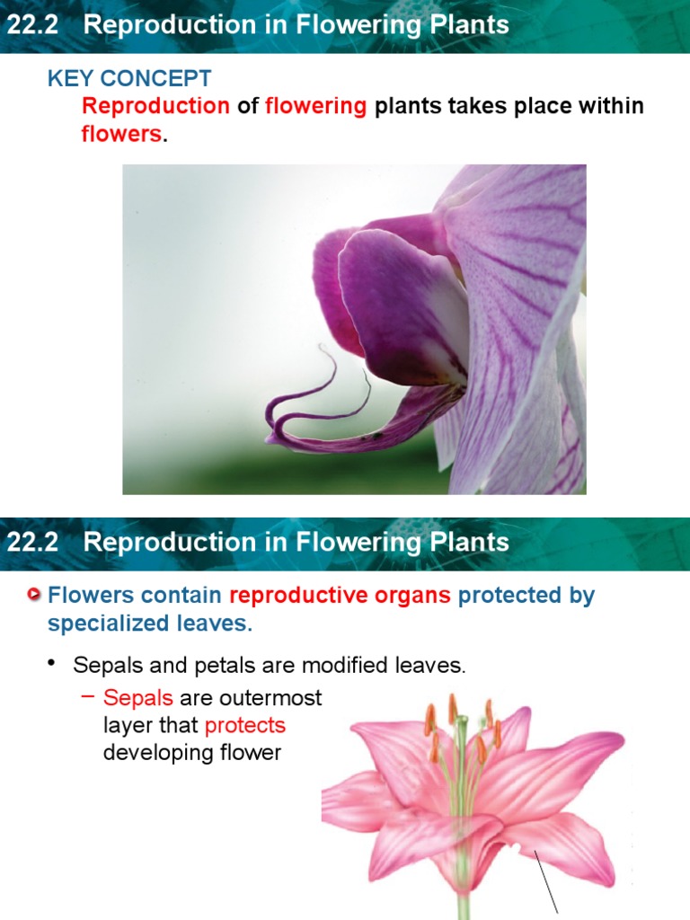 Plant Reproduction NOtes (New) (SISE9647EEEF6CF) | PDF | Sexual ...