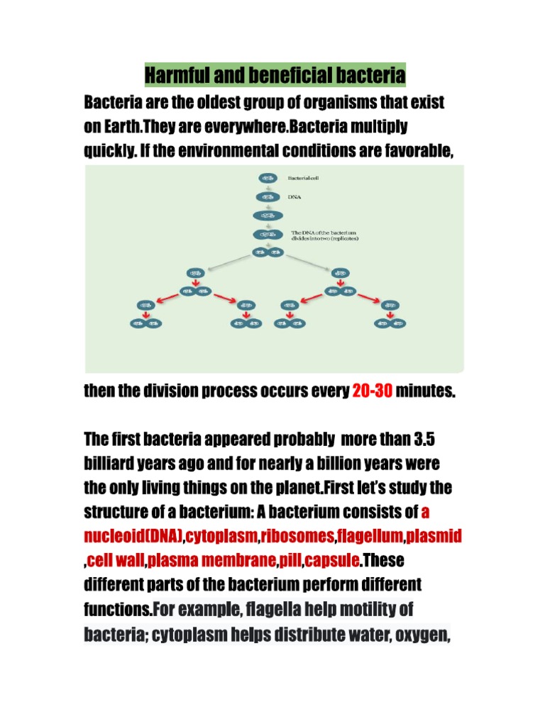 Beneficial and Harmful Bacteria | PDF