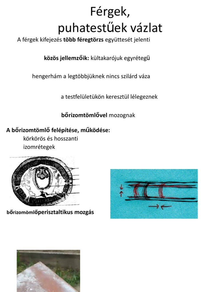 Férgek, Puhatestűek | PDF