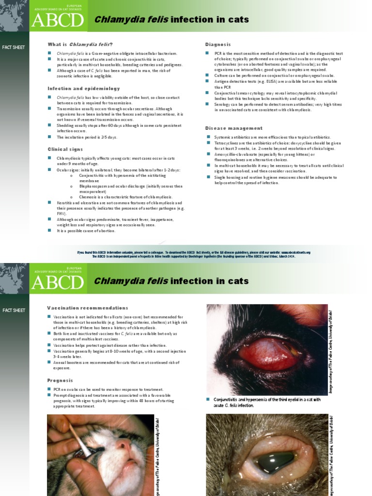 Chlamydia Felis: Infection in Cats | Download Free PDF | Infection ...