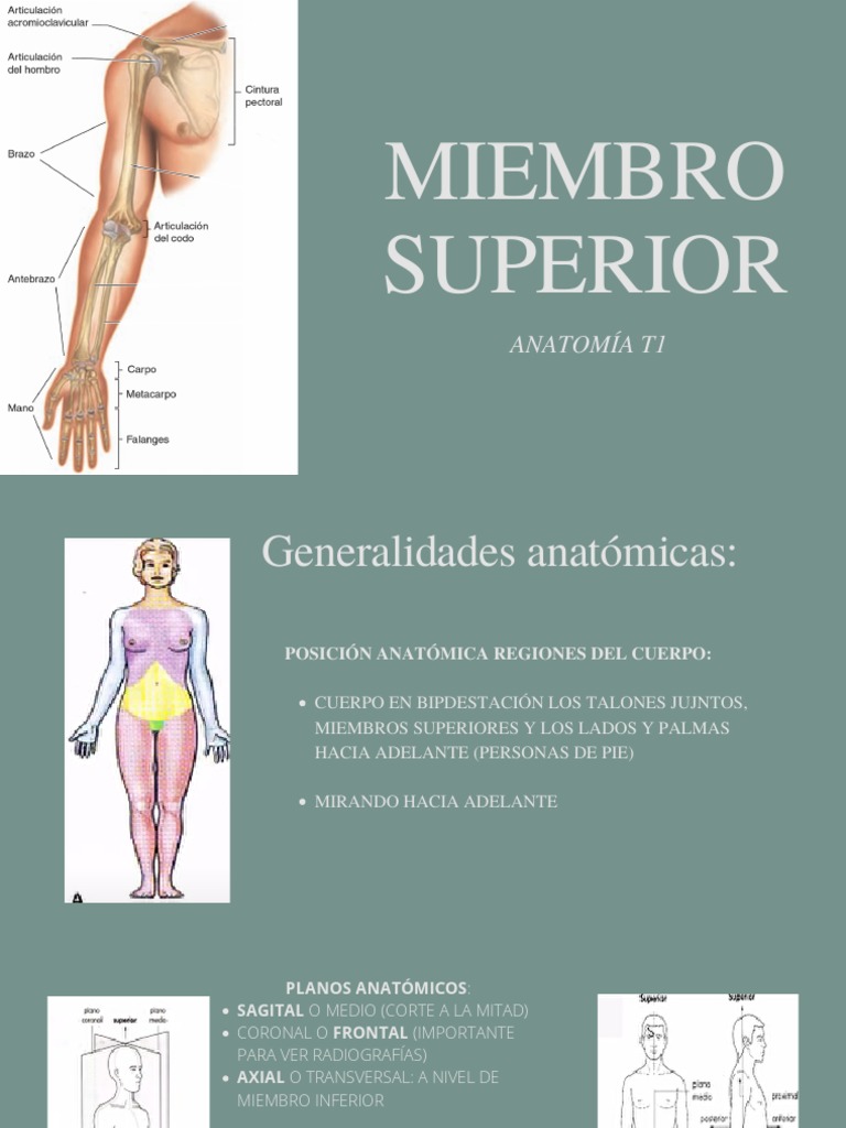Anato 1. Miembro Superior | PDF | Extremidades (anatomía) | Anatomía