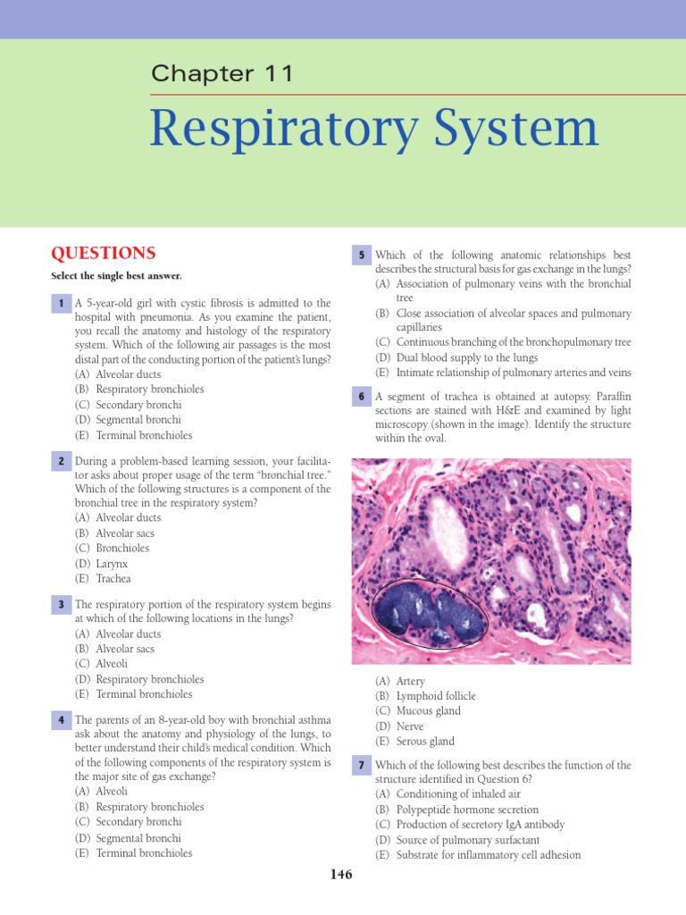Respiratory System: Questions | PDF | Lung | Respiratory Tract