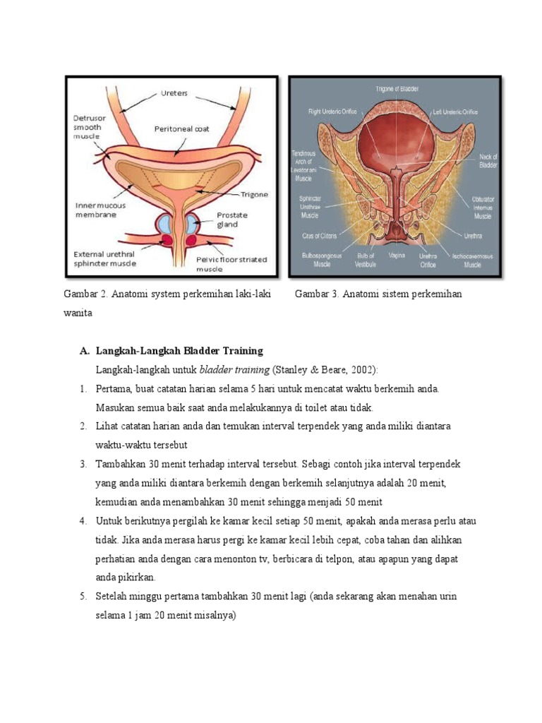 A. Langkah-Langkah Bladder Training | PDF