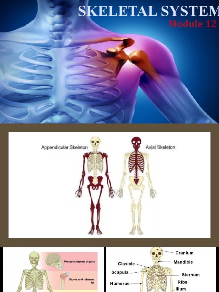 Module 12 Skeletal System 9.13.30 PM | PDF | Musculoskeletal System ...