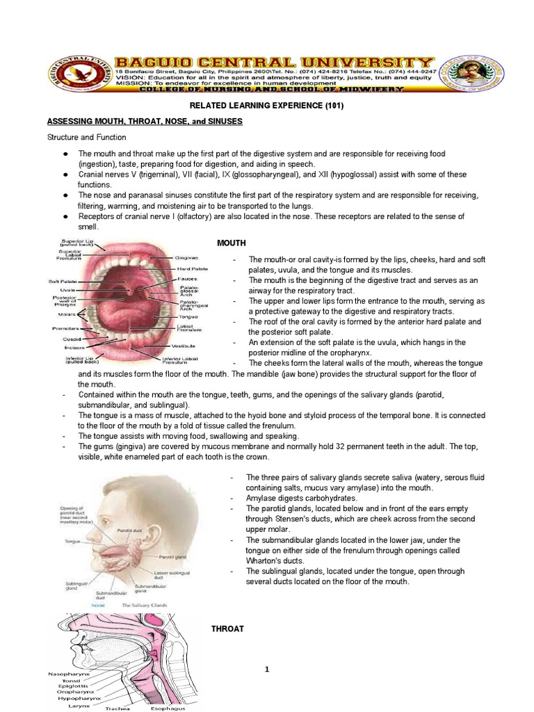 ASSESSING MOUTH, THROAT, NOSE and SINUSES | PDF | Human Nose | Anatomy