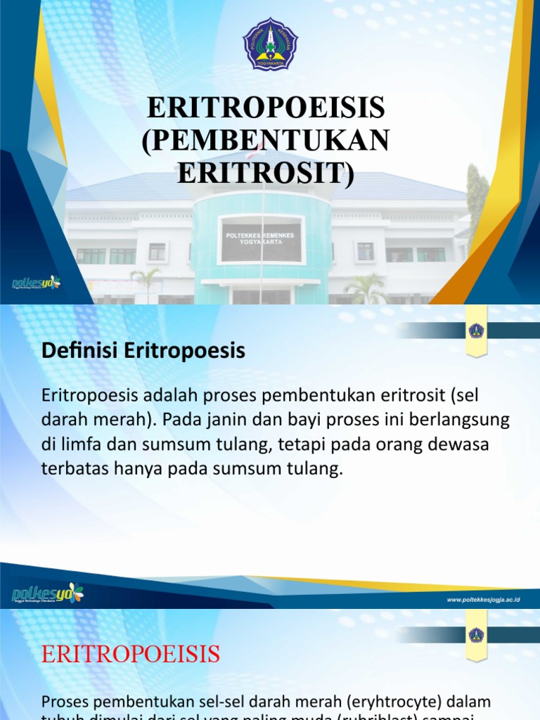 Eritropoesis: Proses Pembentukan Eritrosit dari Sel Induk hingga ...