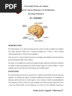 Historia y Evolucion Del Cerebro Humano | PDF | Hemisferio cerebral ...