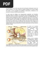 Cápsula de Tenon: Anatomía y Tenonitis | PDF | Ojo humano | Ojo