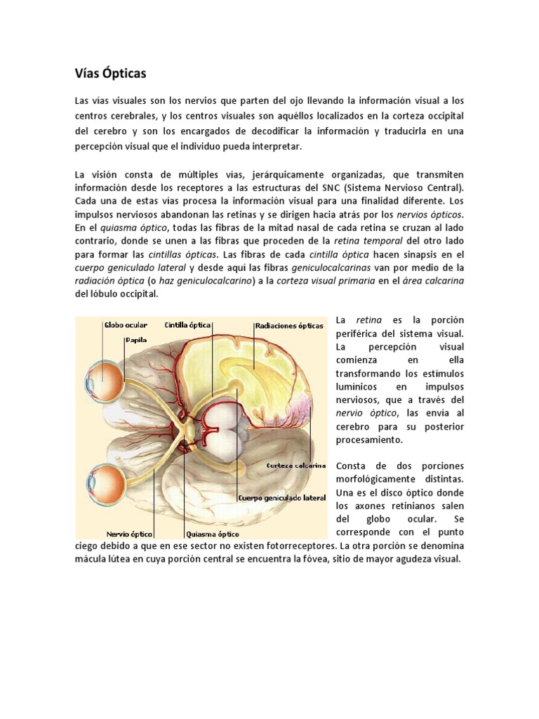 Vias Opticas | PDF | Percepción visual | Sistema visual