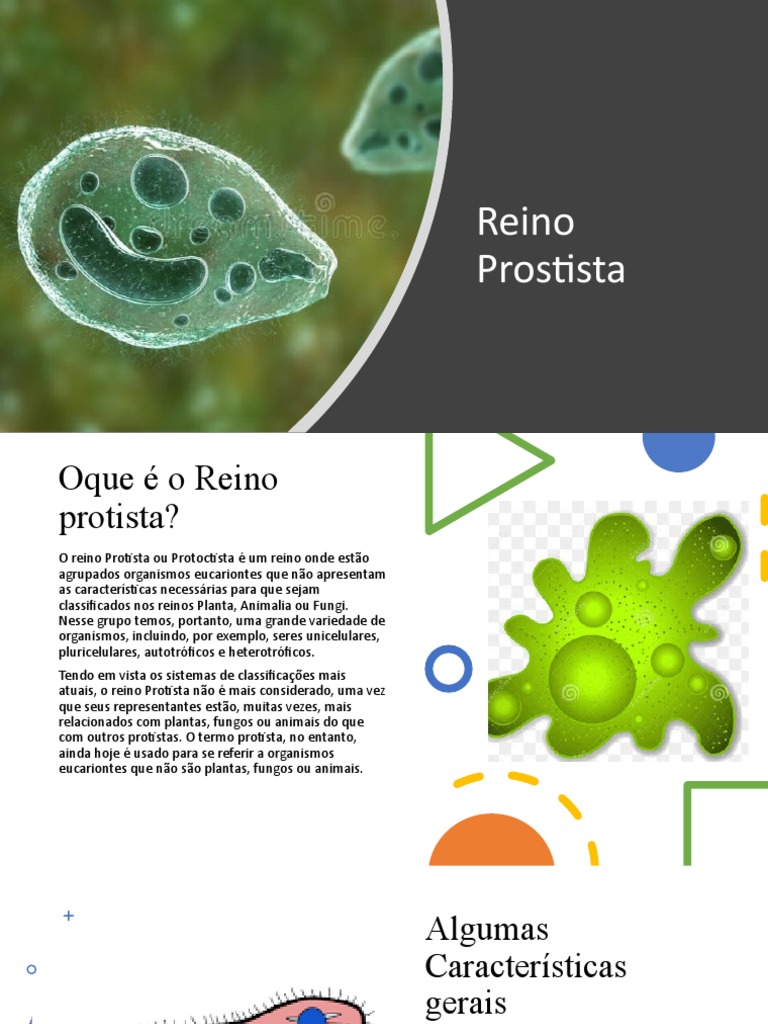 Reino Protista | PDF | Protozoários | Algas