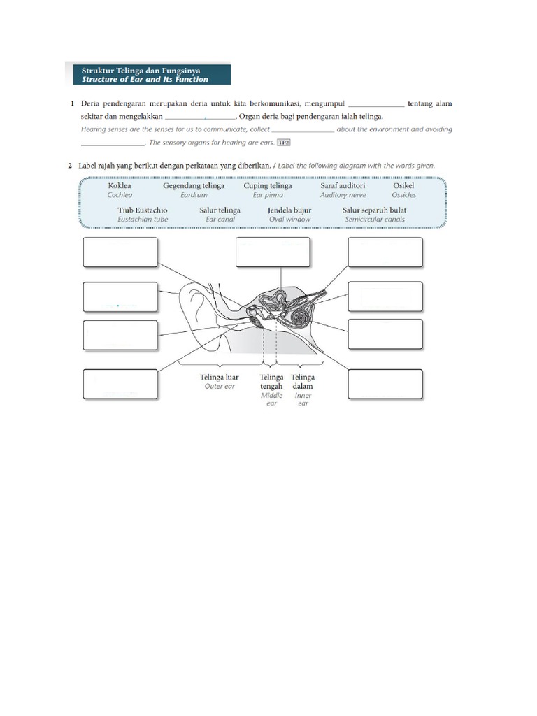 Struktur Telinga Dan Hidung | PDF