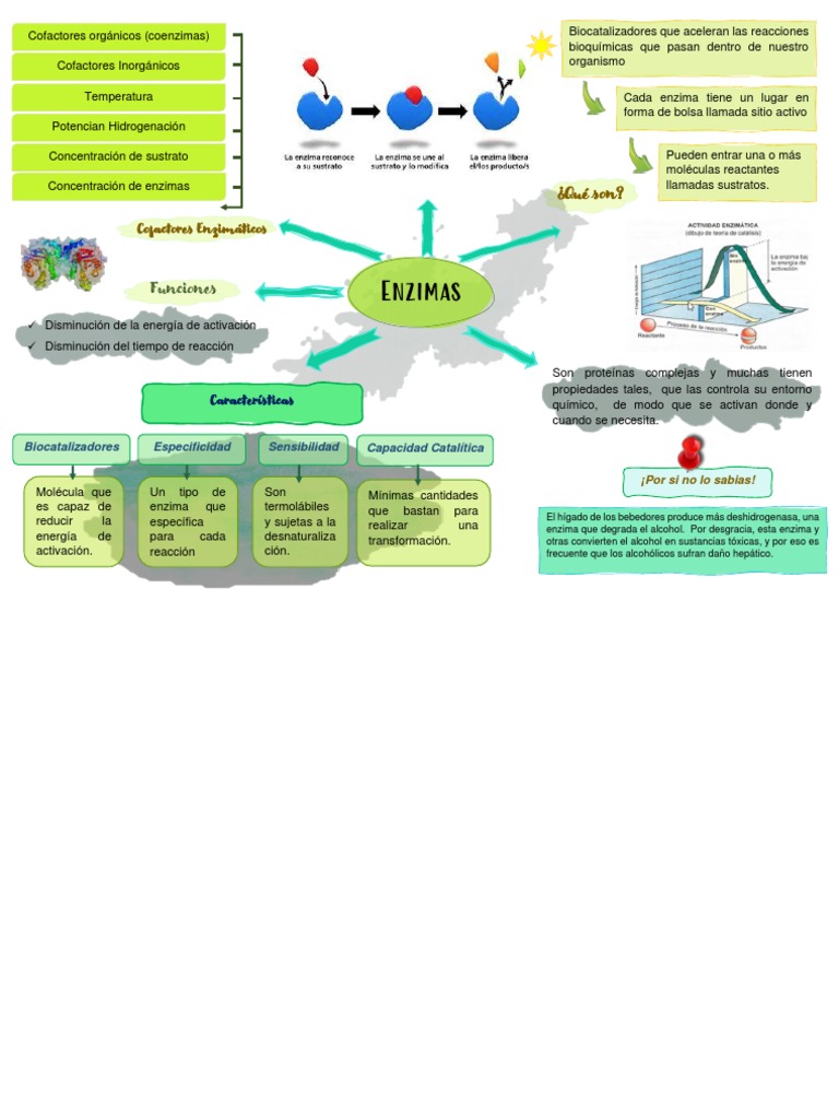 Mapa Conceptual Enzimas | PDF | Enzima | Cofactor (Bioquímica)
