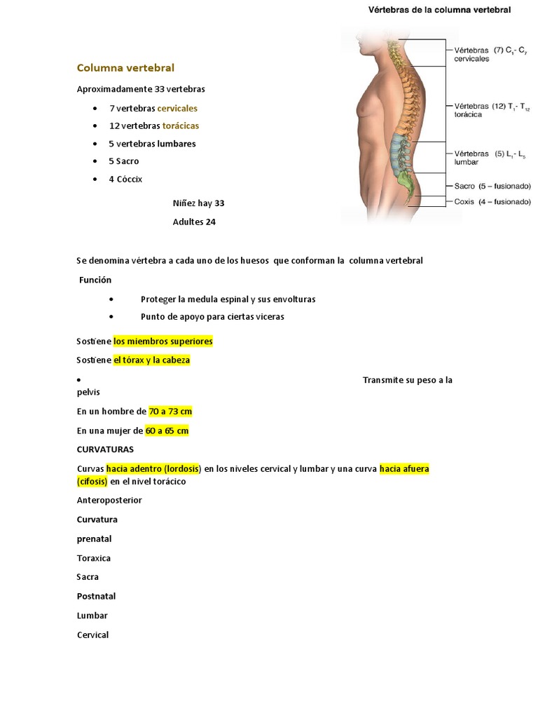 Estructura y Función de la Columna Vertebral | PDF | Vértebra ...