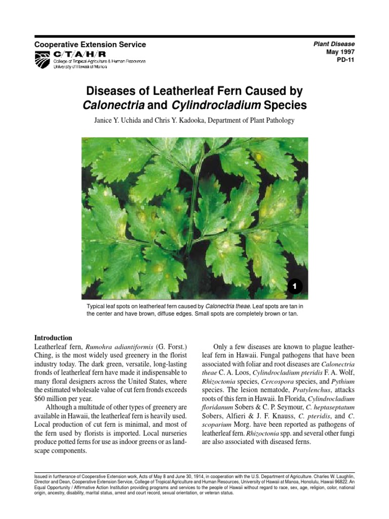 Diseases of Leather Leaf Fern Caused by Calonectria and Cylindrocladium ...