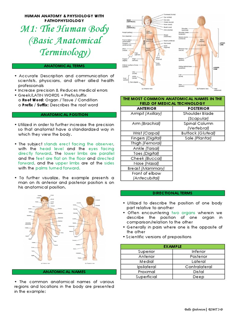M1: The Human Body (Basic Anatomical Terminology) : Human Anatomy ...