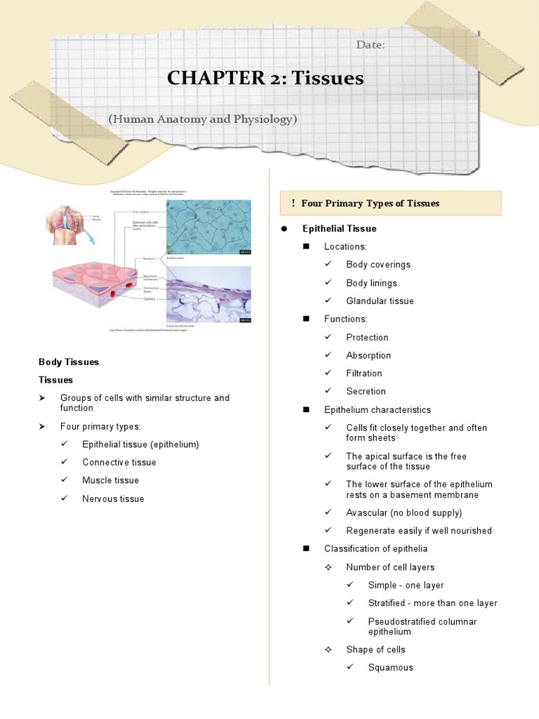 CHAPTER 2: Tissues: (Human Anatomy and Physiology) | Download Free PDF ...