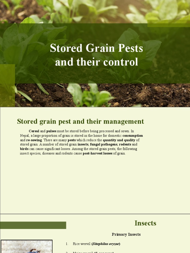 Stored Grain Pest and Their Control | PDF | Rice | Beetle