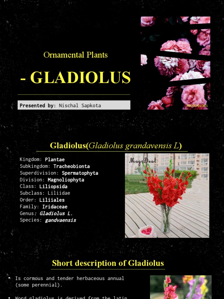 Gladiolus Cultivation and Production Guide | PDF | Plants | Botany