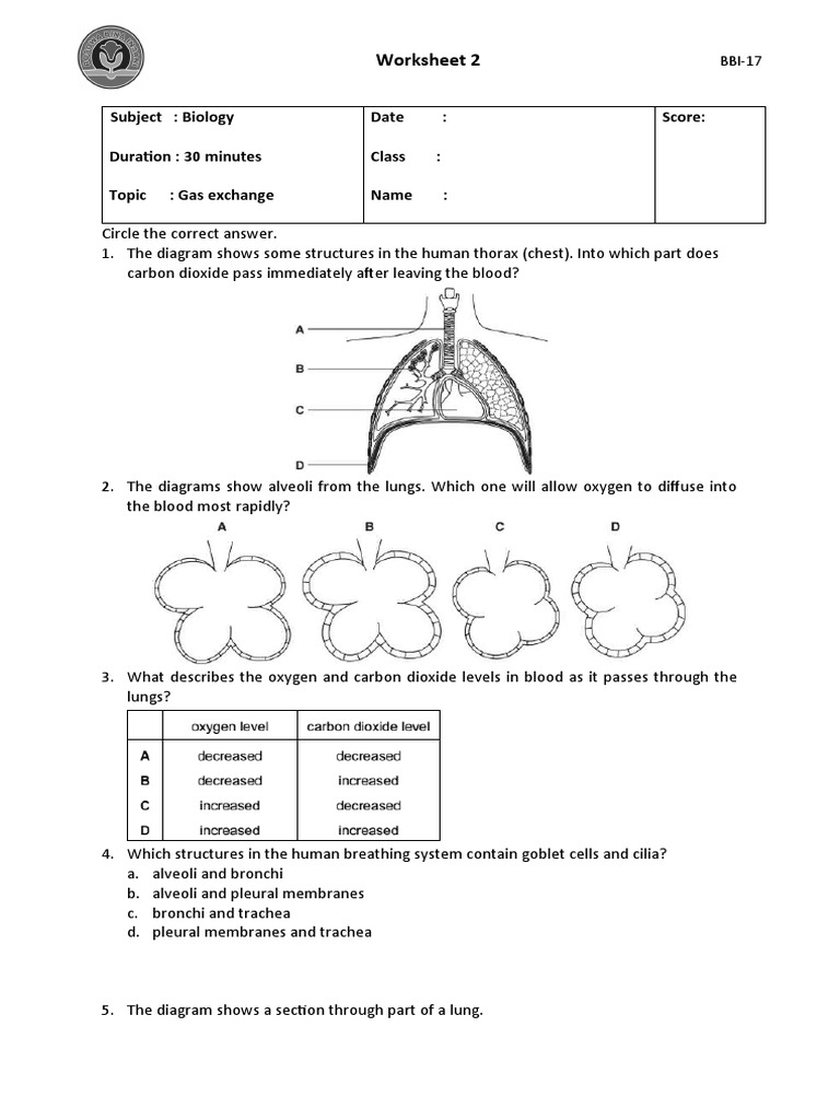 Worksheet Grade 8 Gas Exchange | PDF | Lung | Respiratory System