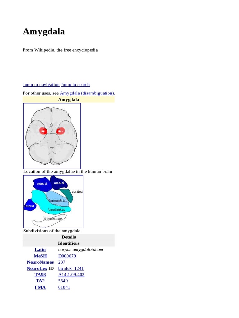 Amygdala: From Wikipedia, The Free Encyclopedia | Download Free PDF ...