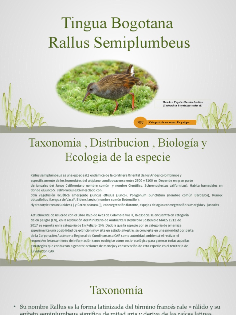 Tingua Bogotana | PDF | Ornitología | Aves