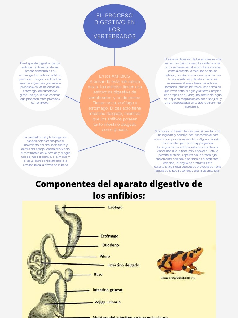 Poster Horizontal Mapa Conceptual Circular Azul y Naranja | PDF | Sistema digestivo humano | Boca