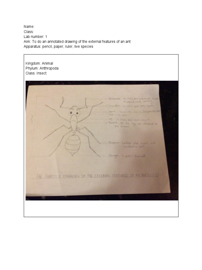 Name: Class: Lab Number: 1 Aim: To Do An Annotated Drawing of The ...