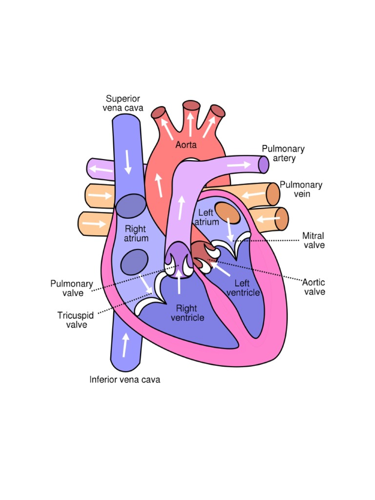 Print Heart Anatomy | PDF