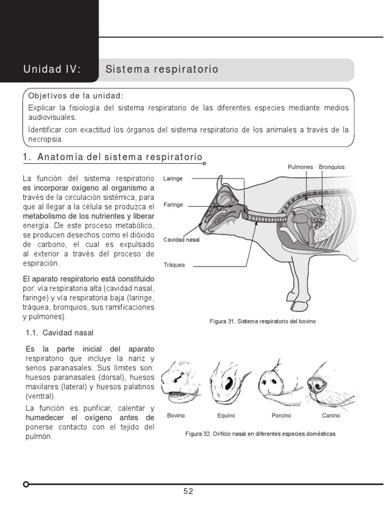 Anatomía del Sistema Respiratorio Animal | PDF | Pulmón | Sistema ...