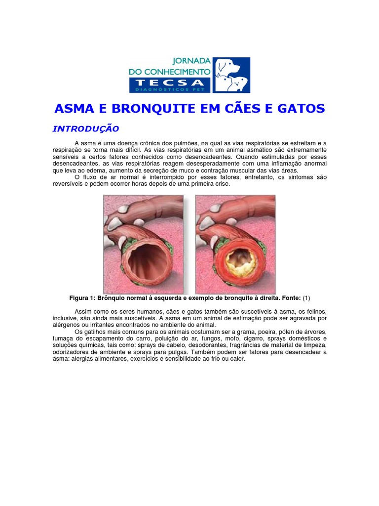 Bronquite Em Gatos , Asma felina tem cura? Veja o que acontece e como ...