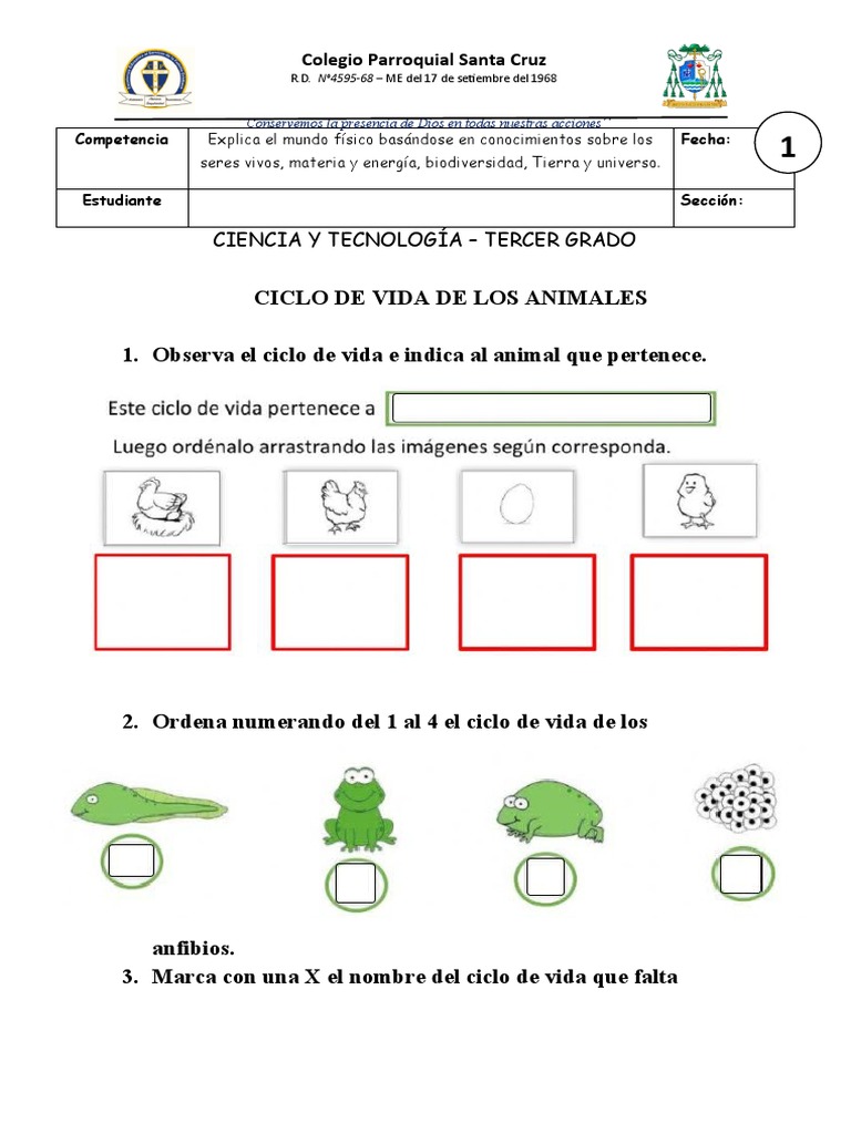 Ficha 4-Ciclo de Vida de Los Animales | PDF