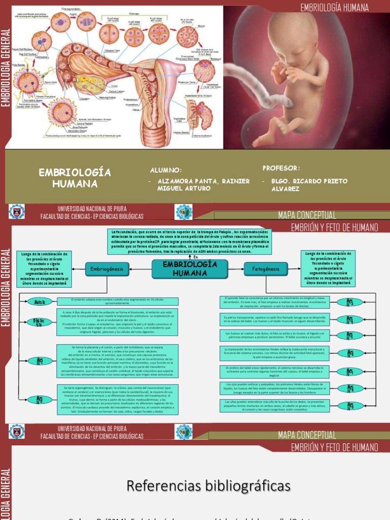Mapa Embrio 09 | PDF | Procesos biologicos | Implantación (embrión humano)