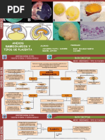 Mapa Artropodos. | PDF | Insectos | Libélula