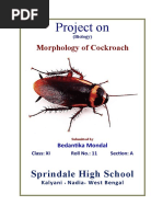 Cockroach Ncert | PDF