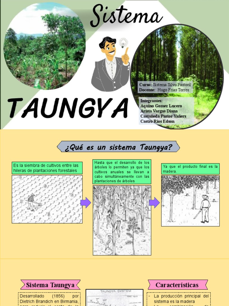 El sistema agroforestal Taungya | PDF | Agricultura | Los bosques