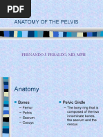 Anatomy of the Pelvis Explained | PDF | Pelvis | Vertebra